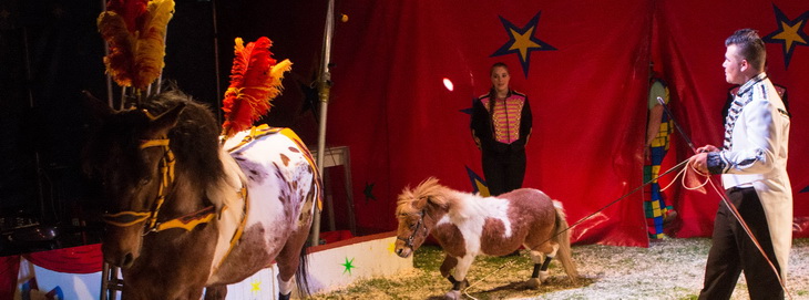 Circus Bossle komt naar Tolbert met gloednieuwe show | InfoLeek