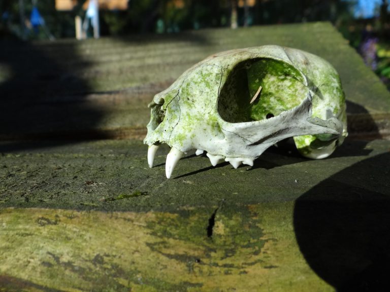 Workshop dierenschedels met schedelspecialist in O.B.S. De Beelen ...