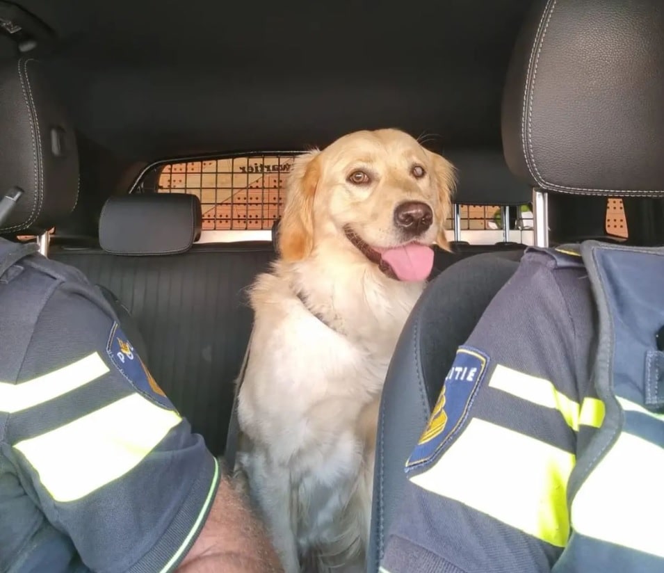 Agenten treffen hond Lola zonder baasje; Lola krijgt ritje in ...