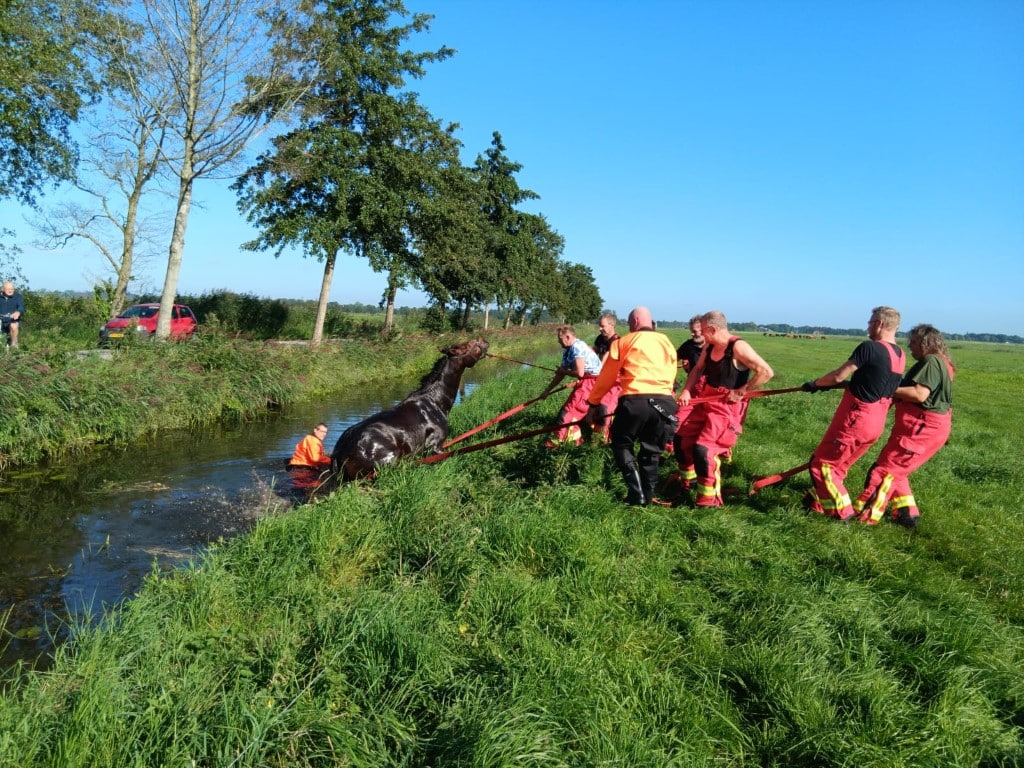Brandweer bevrijdt paard uit sloot in Tolbert | InfoLeek