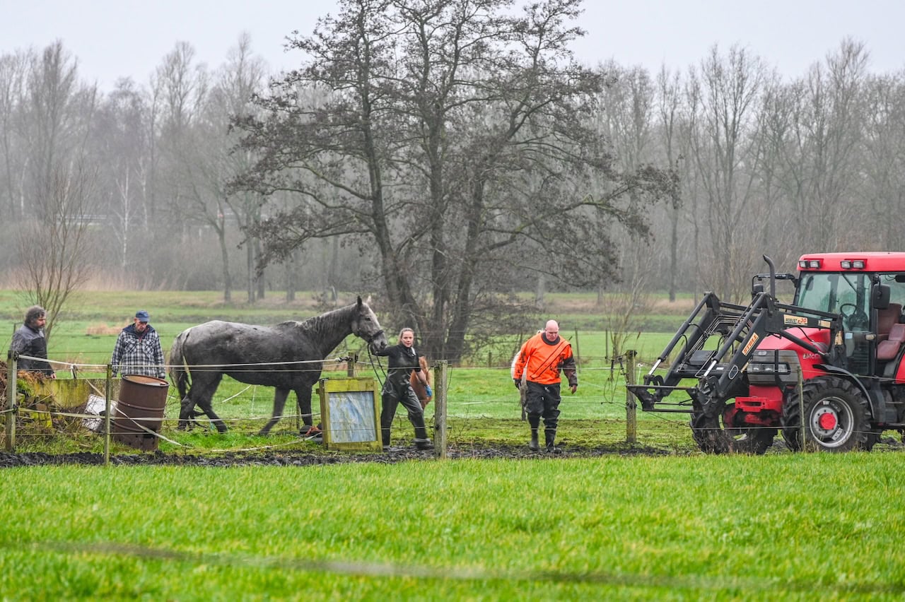 Paard uit sloot gered door brandweer Leek | InfoLeek