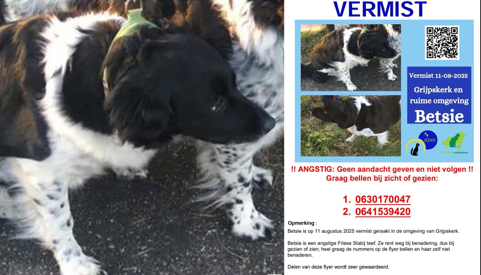 (Update) Hond Betsie weer veilig thuis na ongeval op N355 bij ...